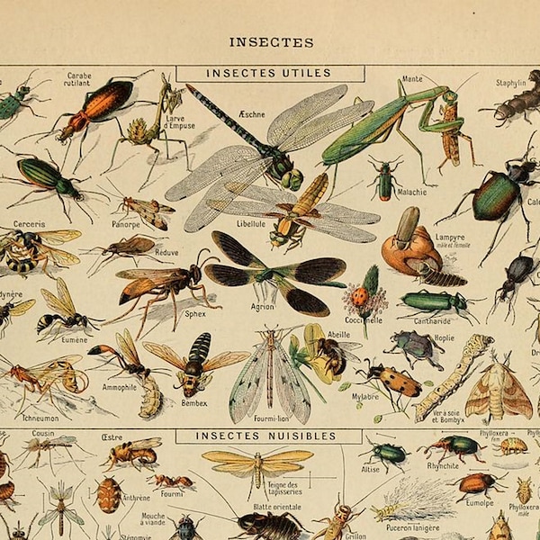 Insect Poster - Etsy