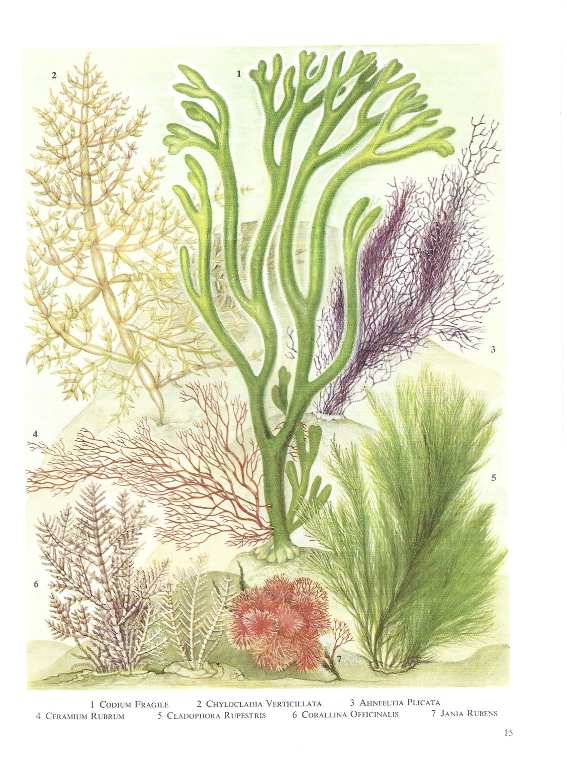 Flowerless Plants, Seaweed, Mushrooms, Ferns, Moss, Set of Four Prints ...