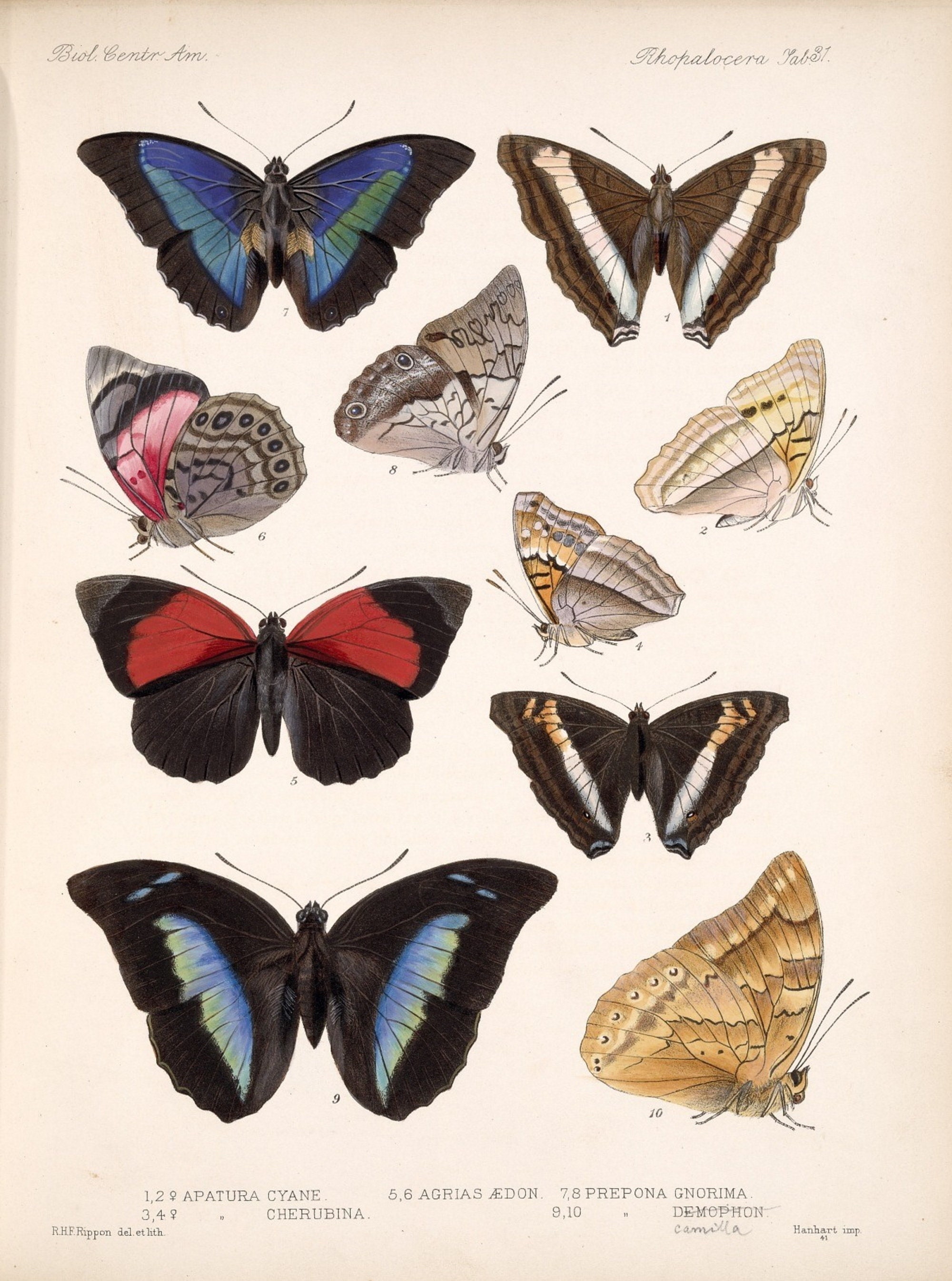Butterflies and Moths Collection of 169 Pictures of Butterflies and ...
