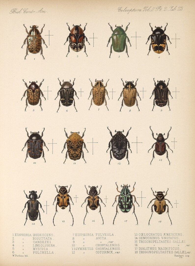 Beetles - Collection of 267 Pictures of Beetles and Other Insects ...