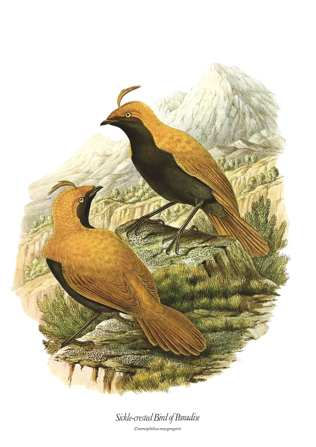 Birds of Paradise, Set of Three Vintage Book Prints, 1979 - Etsy