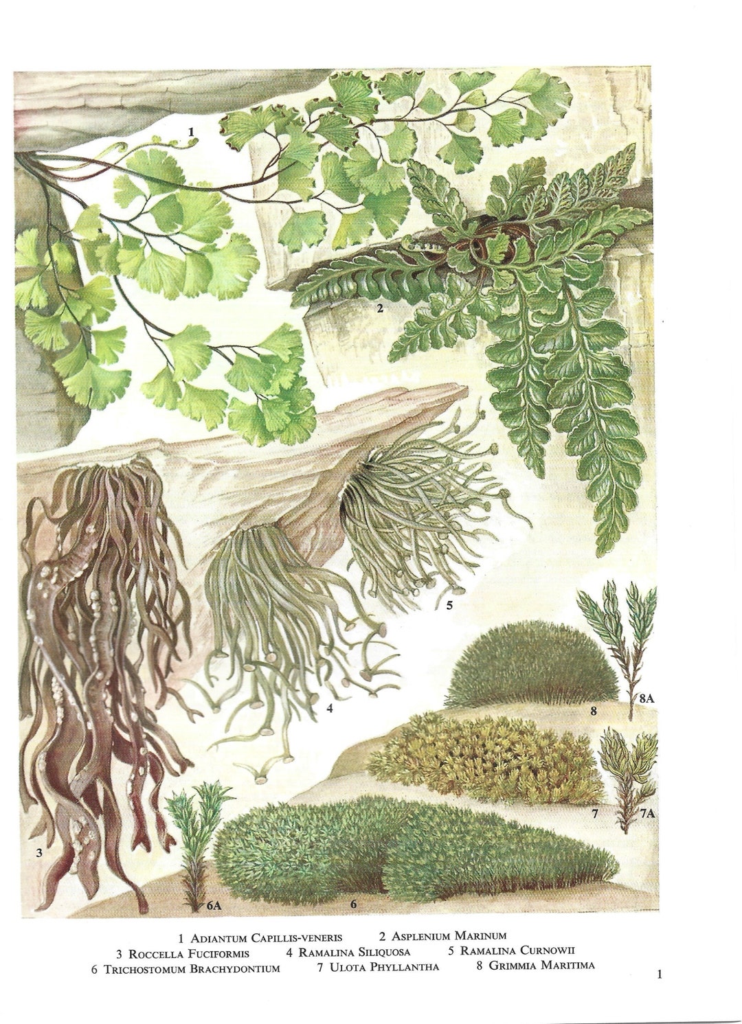 Flowerless Plants, Seaweed, Mushrooms, Ferns, Moss, Set of Four Prints ...