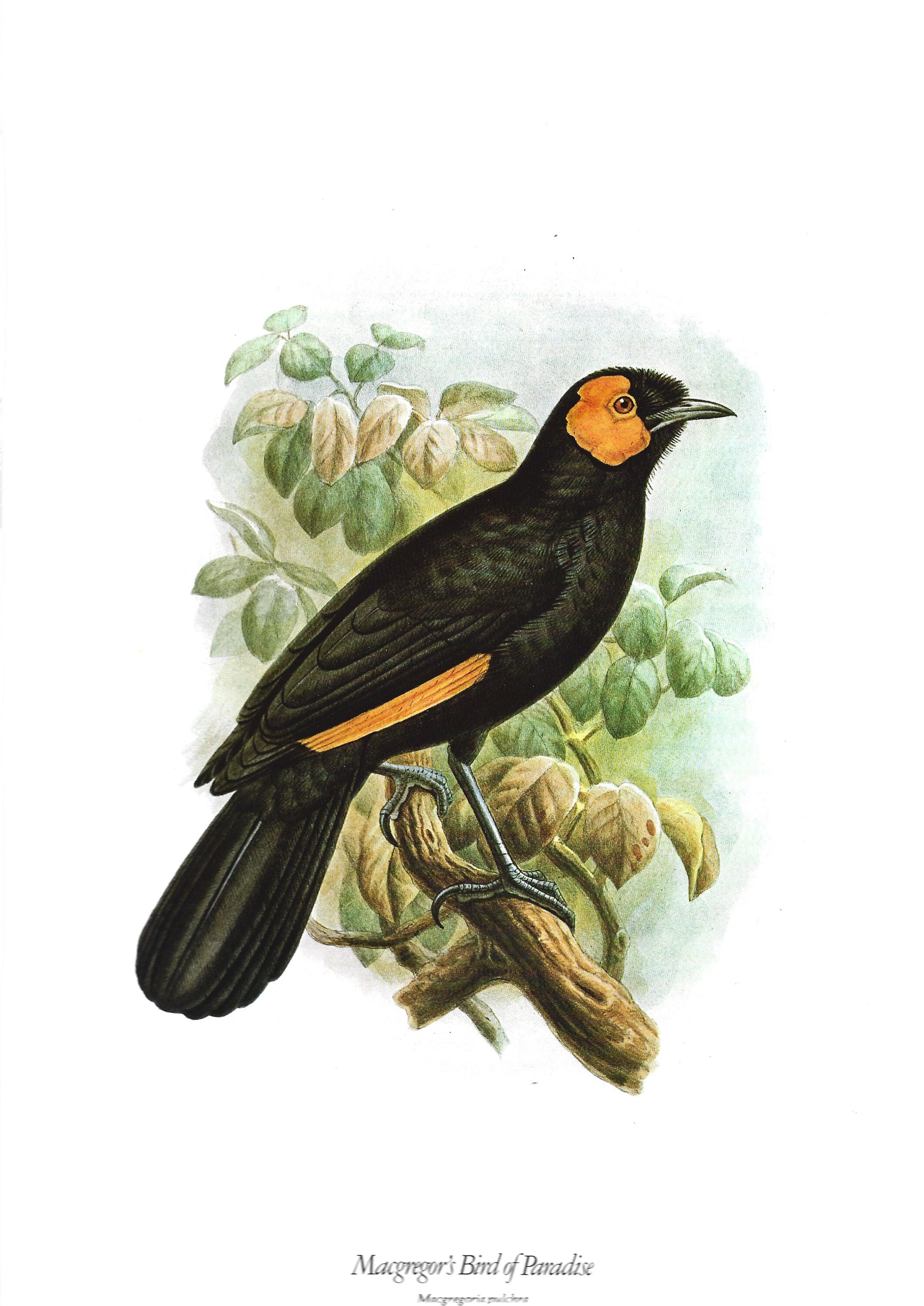 Birds of Paradise, Set of Three Vintage Book Prints, 1979 - Etsy