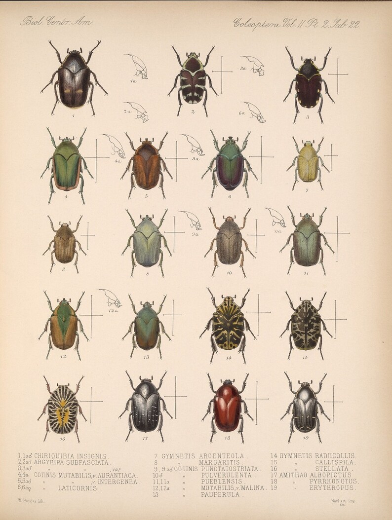 Insects - Collection of 531 Pictures of Beetles and Other Insects ...
