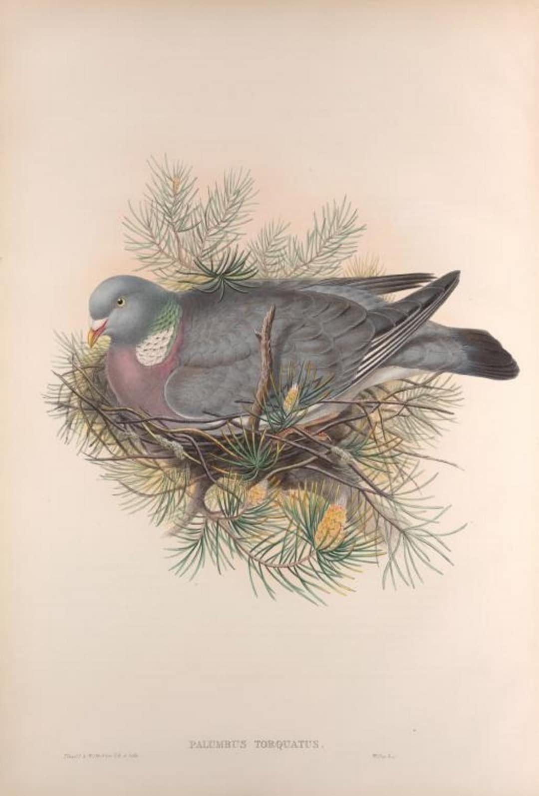 Wood Pigeon Bird Print by John Gould, Home Decor ,home Furnishing ...