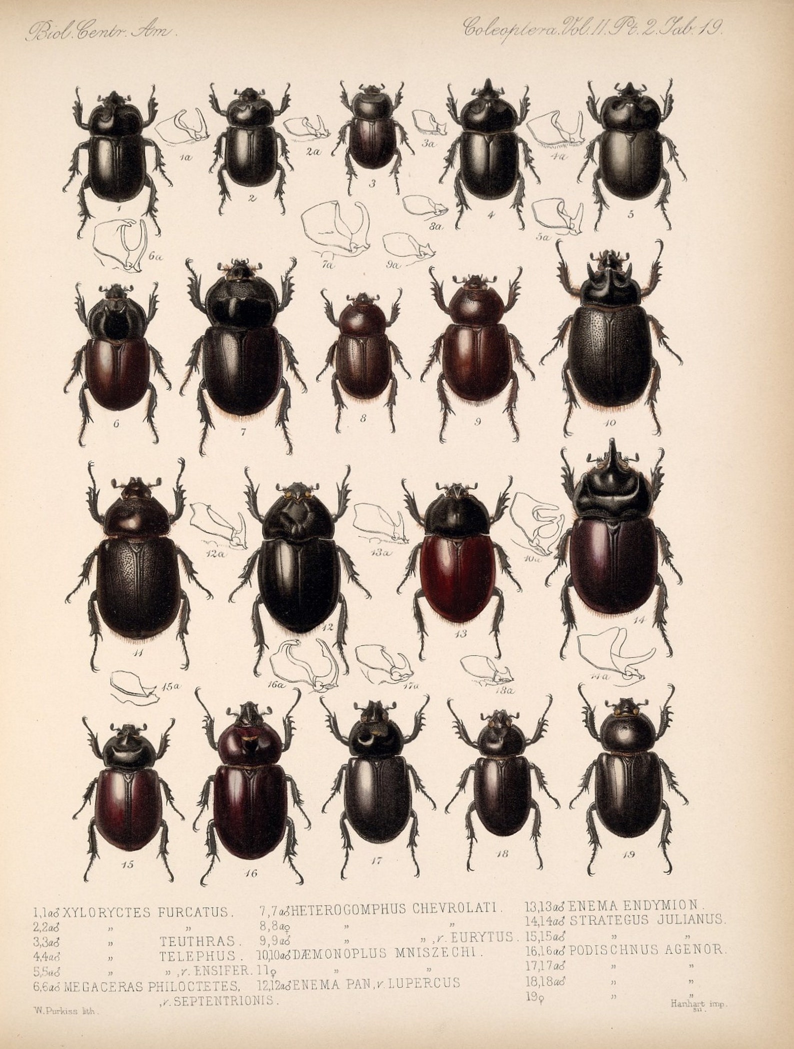 Beetles - Collection of 267 Pictures of Beetles and Other Insects ...