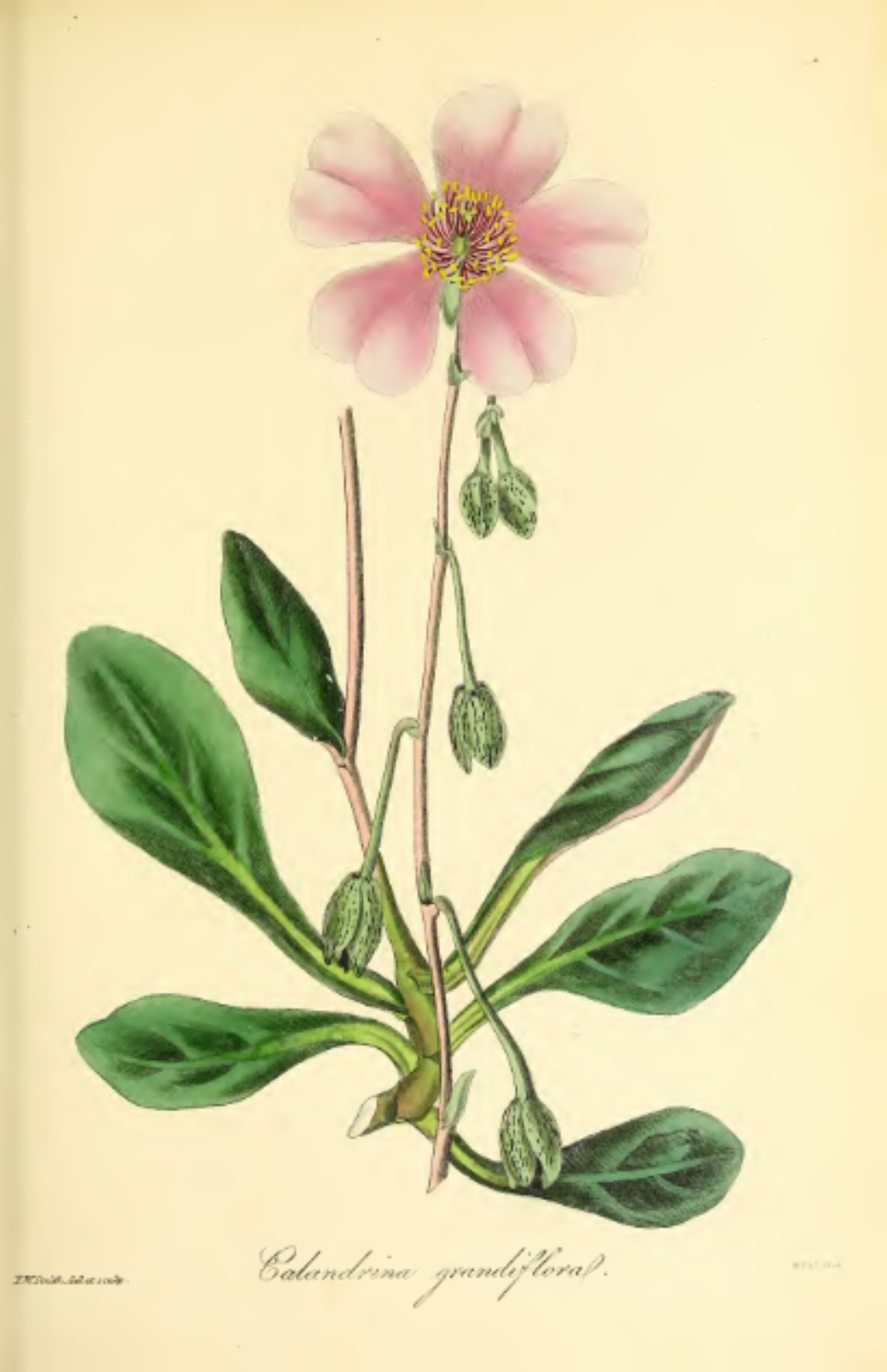 Pink Flower, Botanical Vintage Print, Floral Wall Art, Home Decor ...