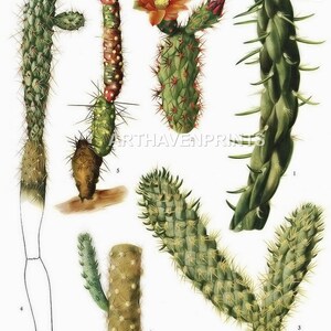 Cactus Prints, Collection of 292 Vintage Prints, Images Beautiful ...
