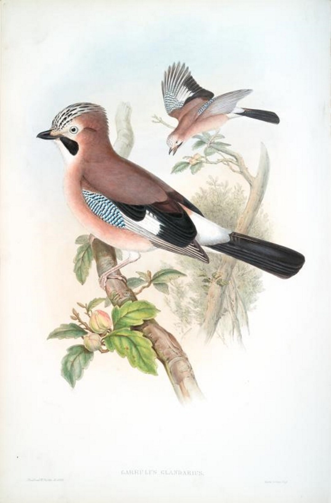 Jay Bird Print by John Gould, Home Decor, Home Furnishing, Digital ...