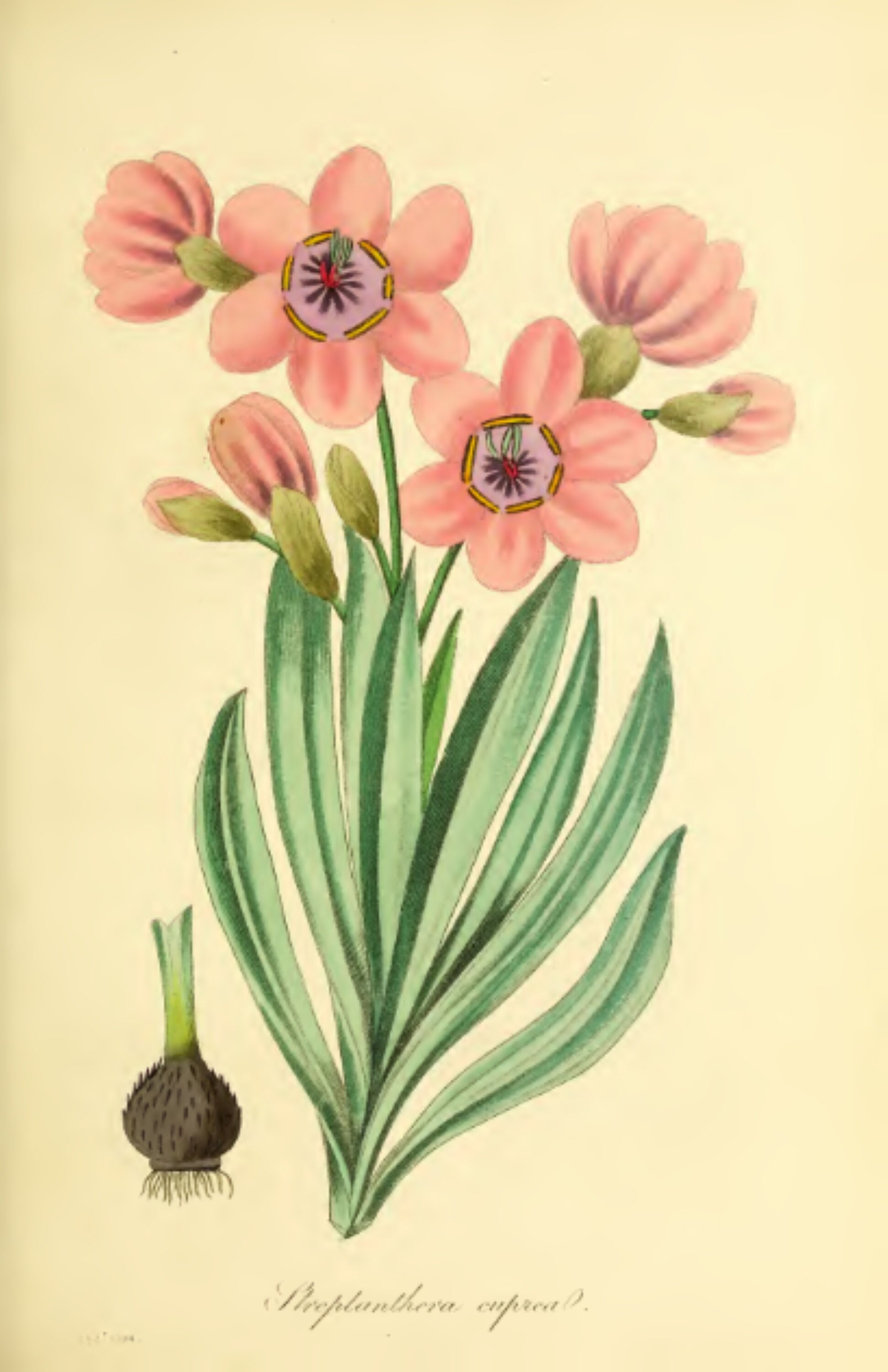 Pink Flower, Botanical Vintage Print, Floral Wall Art, Home Decor ...