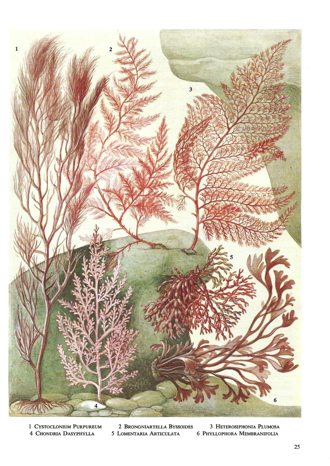 Flowerless Plants, Seaweed, Mushrooms, Ferns, Moss, Set of Four Prints ...