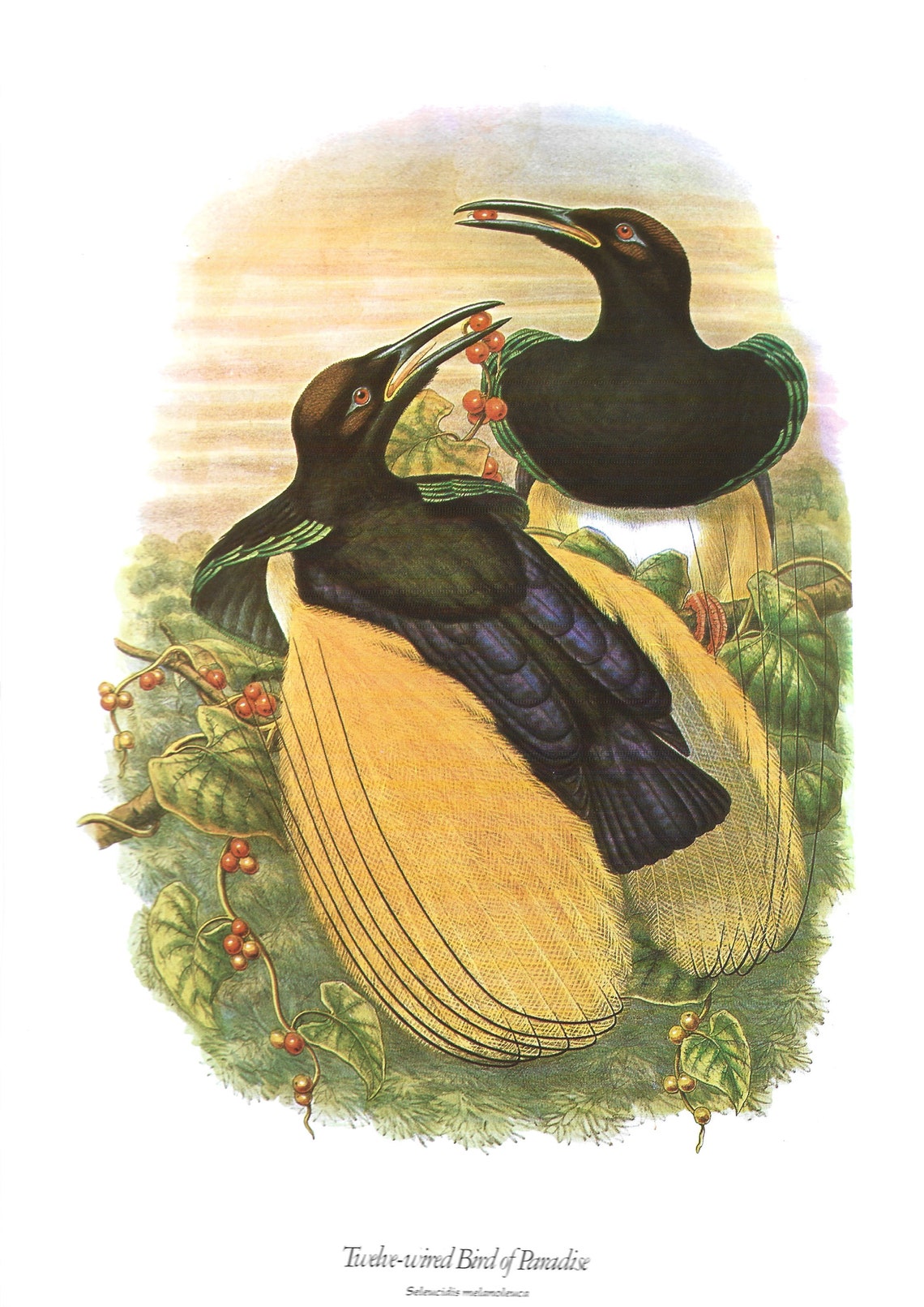 Birds of Paradise, Set of Three Vintage Book Prints, 1979 - Etsy