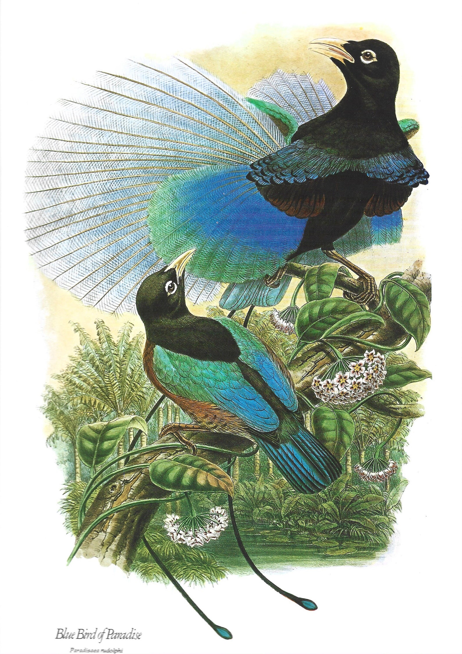 Birds of Paradise, Set of Three Vintage Book Prints, 1979 - Etsy