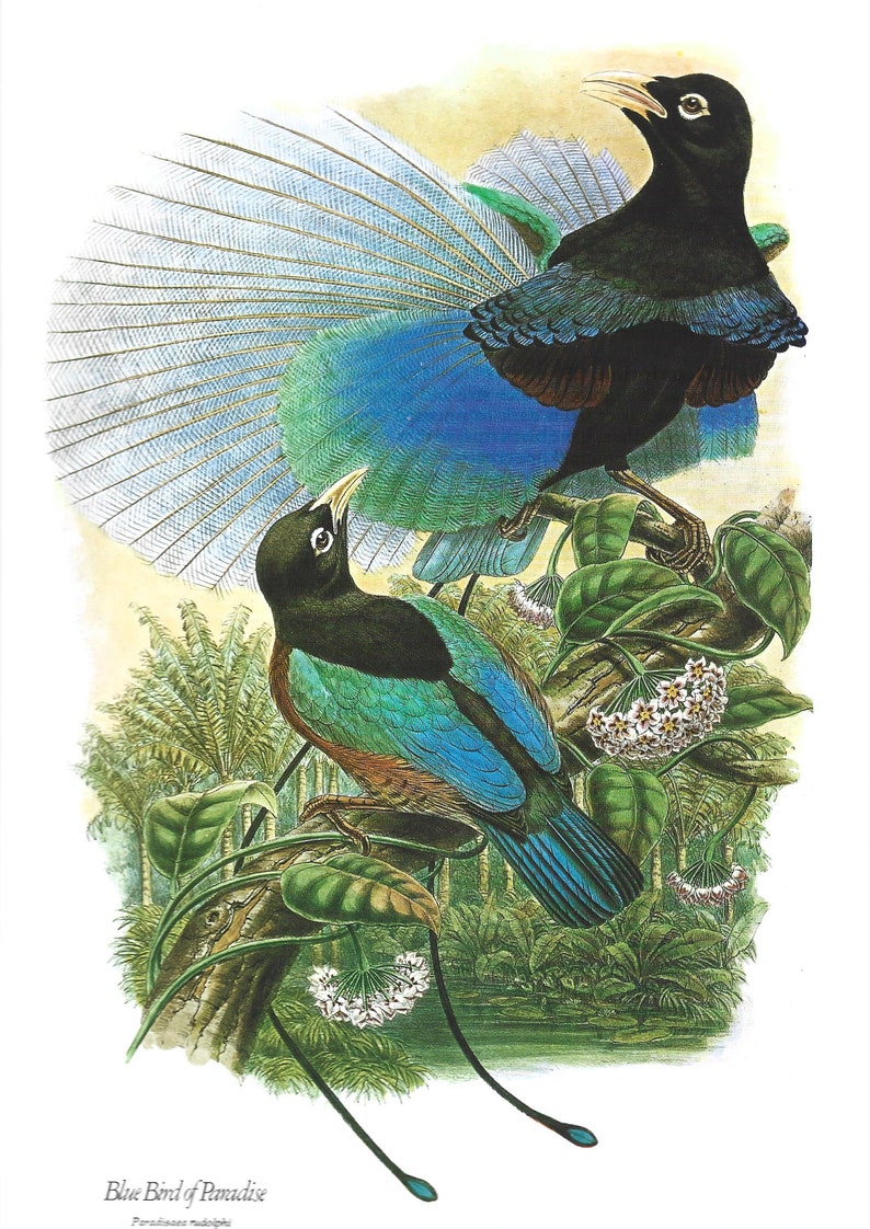 Birds of Paradise, Set of Three Vintage Book Prints, 1979 - Etsy
