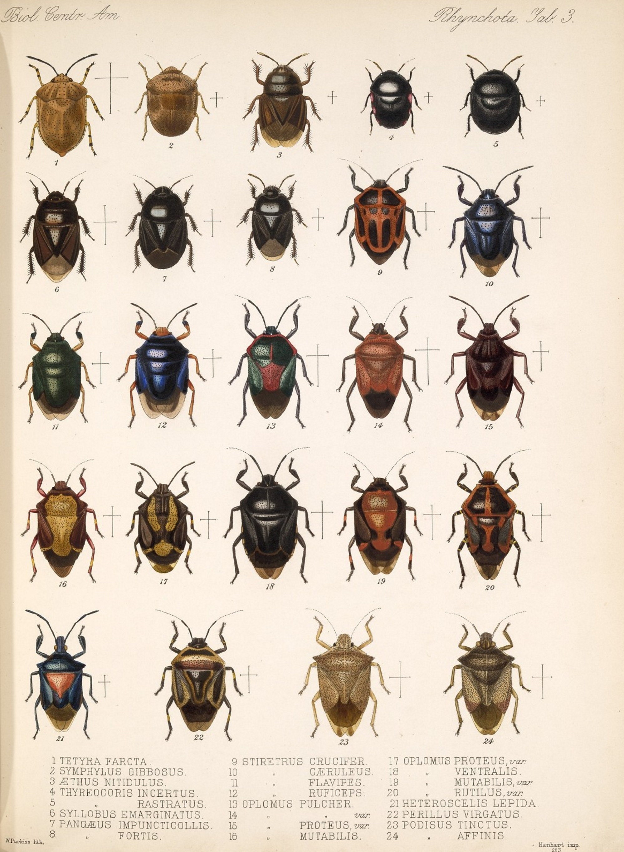 Beetles - Collection of 267 Pictures of Beetles and Other Insects ...