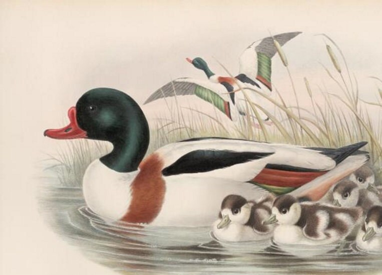 Sheldrake Duck Bird Print par John Gould, Home Decor, Home Furnishing ...