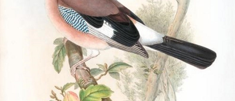 Jay Bird Print by John Gould, Home Decor, Home Furnishing, Digital ...