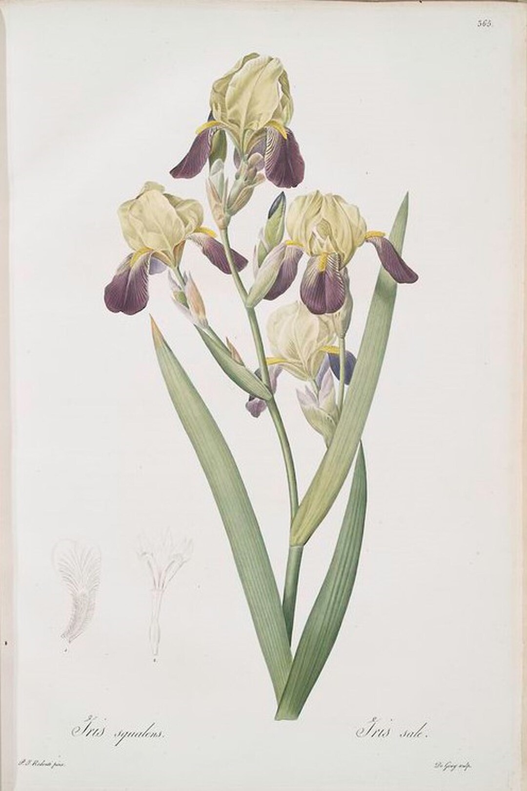 Large Vintage Lilies Print, 1994 Book Plate, J P Redoute - Etsy
