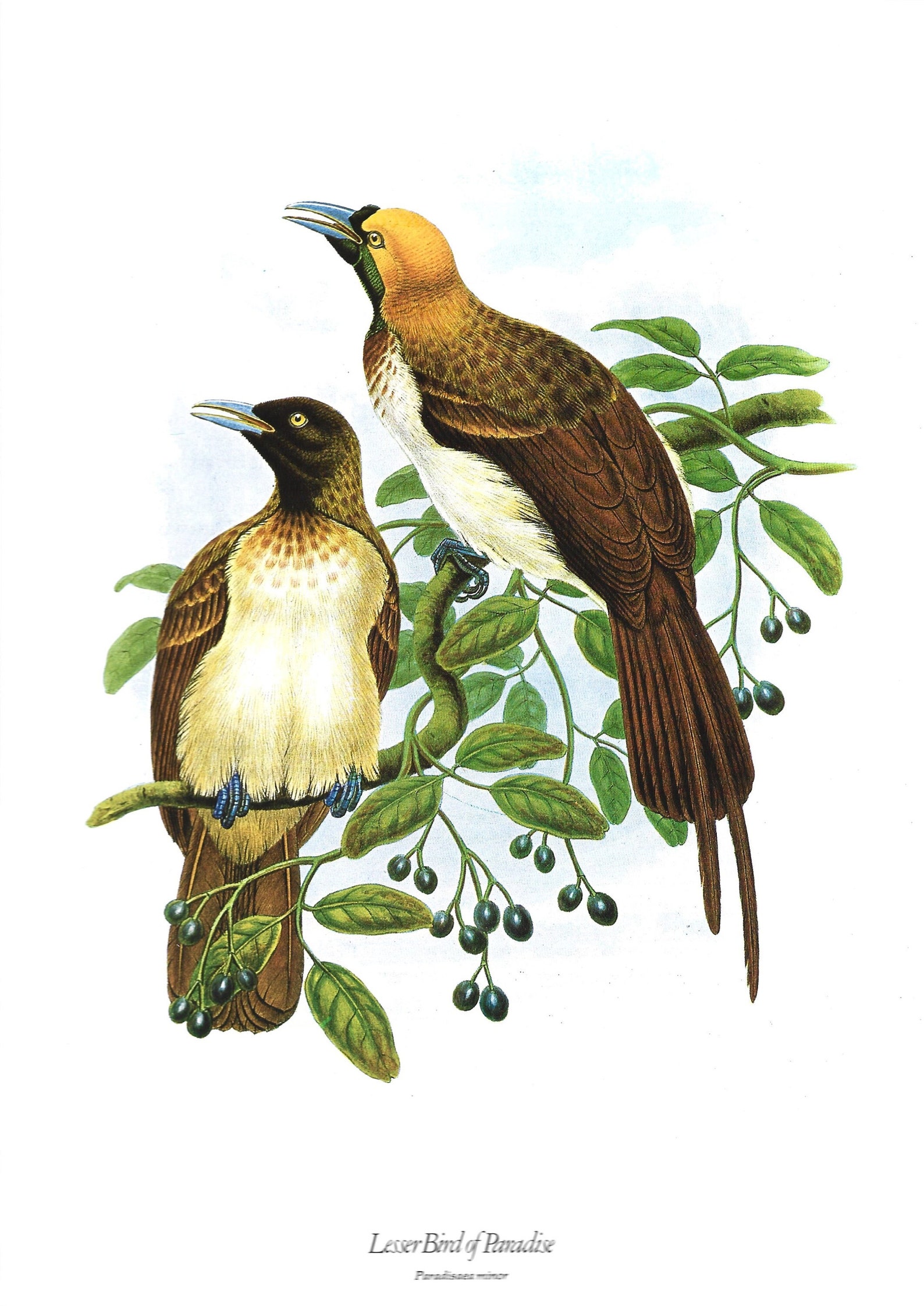 Birds of Paradise, Set of Three Vintage Book Prints, 1979 - Etsy