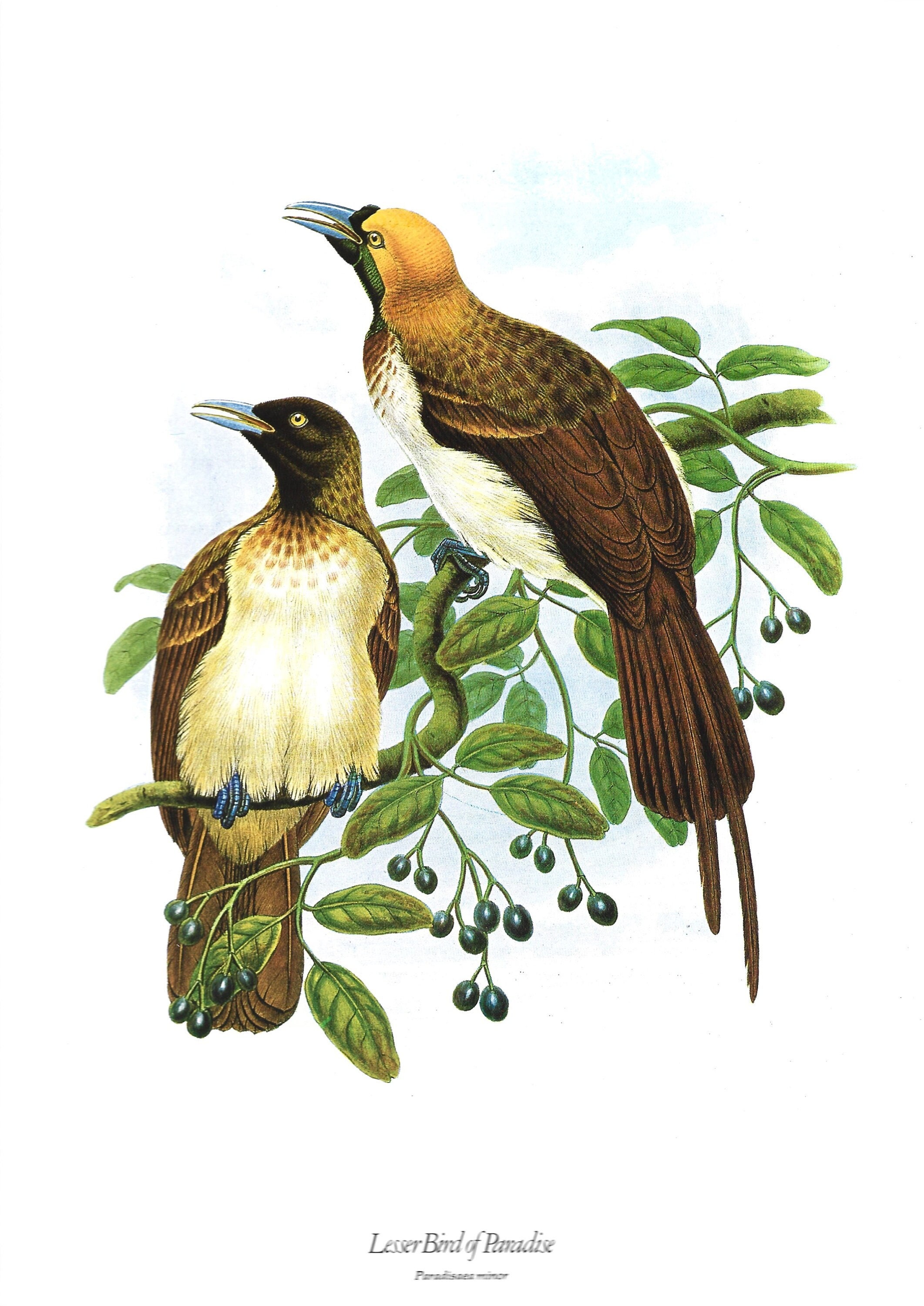 Birds of Paradise, Set of Three Vintage Book Prints, 1979 - Etsy