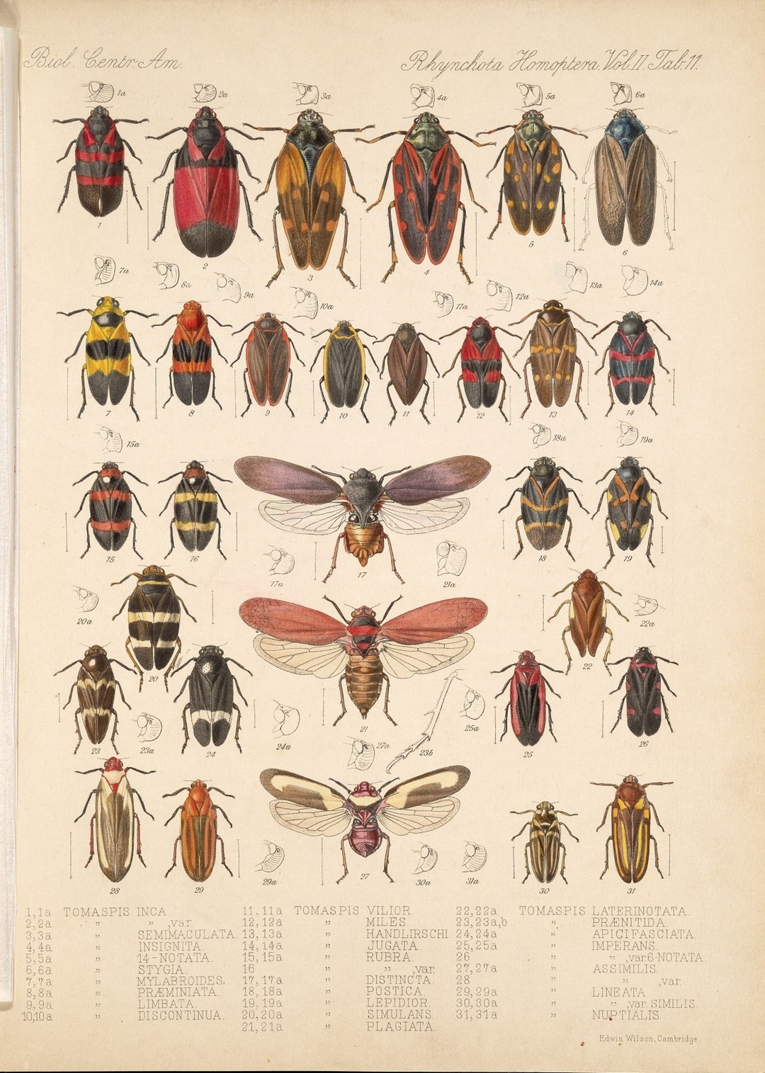 Beetles - Collection of 267 Pictures of Beetles and Other Insects ...