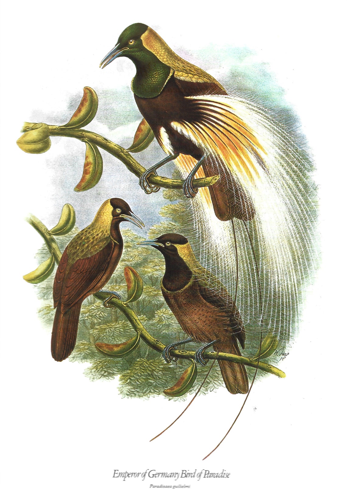 Birds of Paradise, Set of Three Vintage Book Prints, 1979 - Etsy