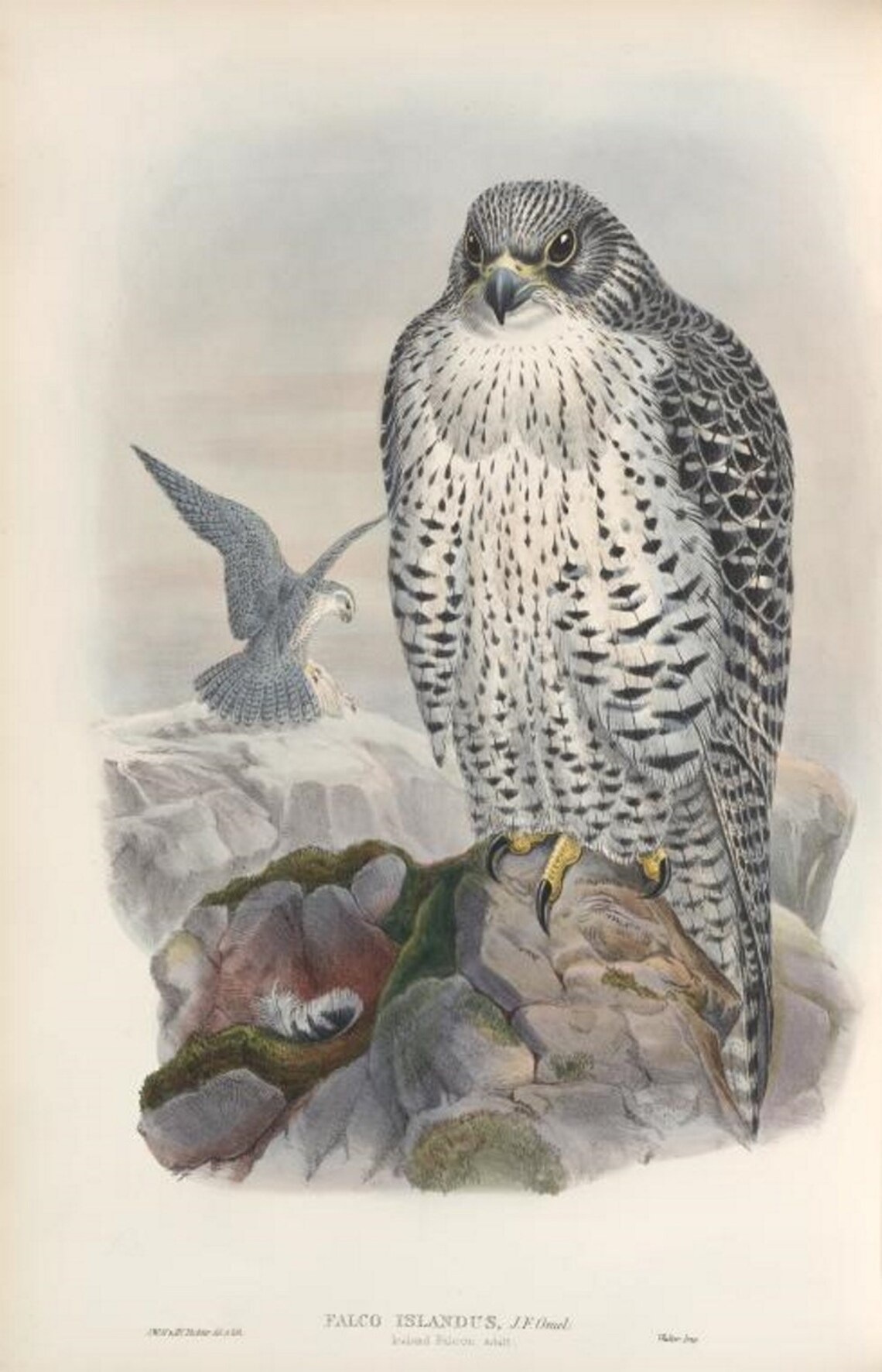 Bird of Prey Iceland Falcon Print by John Gould, Home Decor, Home ...