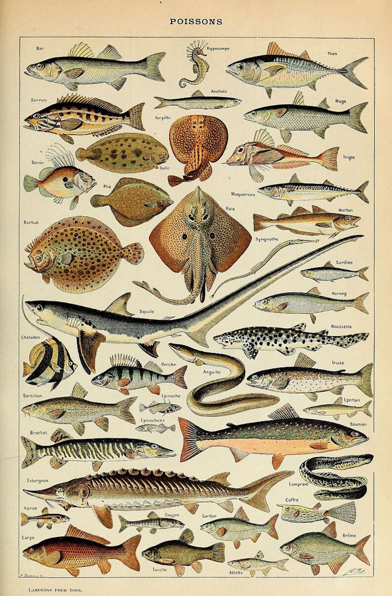 Printables - Ocean and Fish Poster by Adolphe Millot, Wall Hanging ...