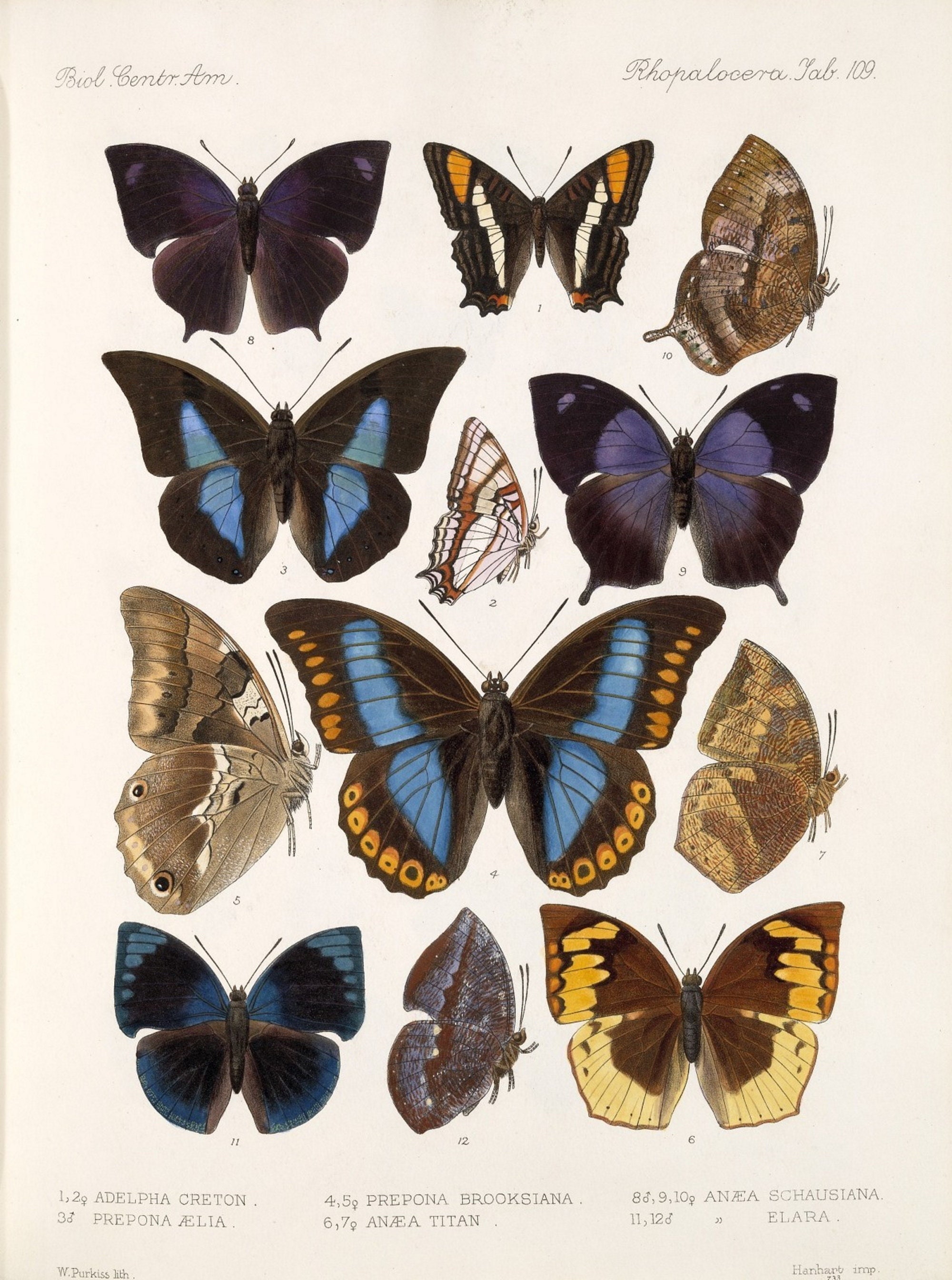 Butterflies and Moths Collection of 169 Pictures of Butterflies and ...