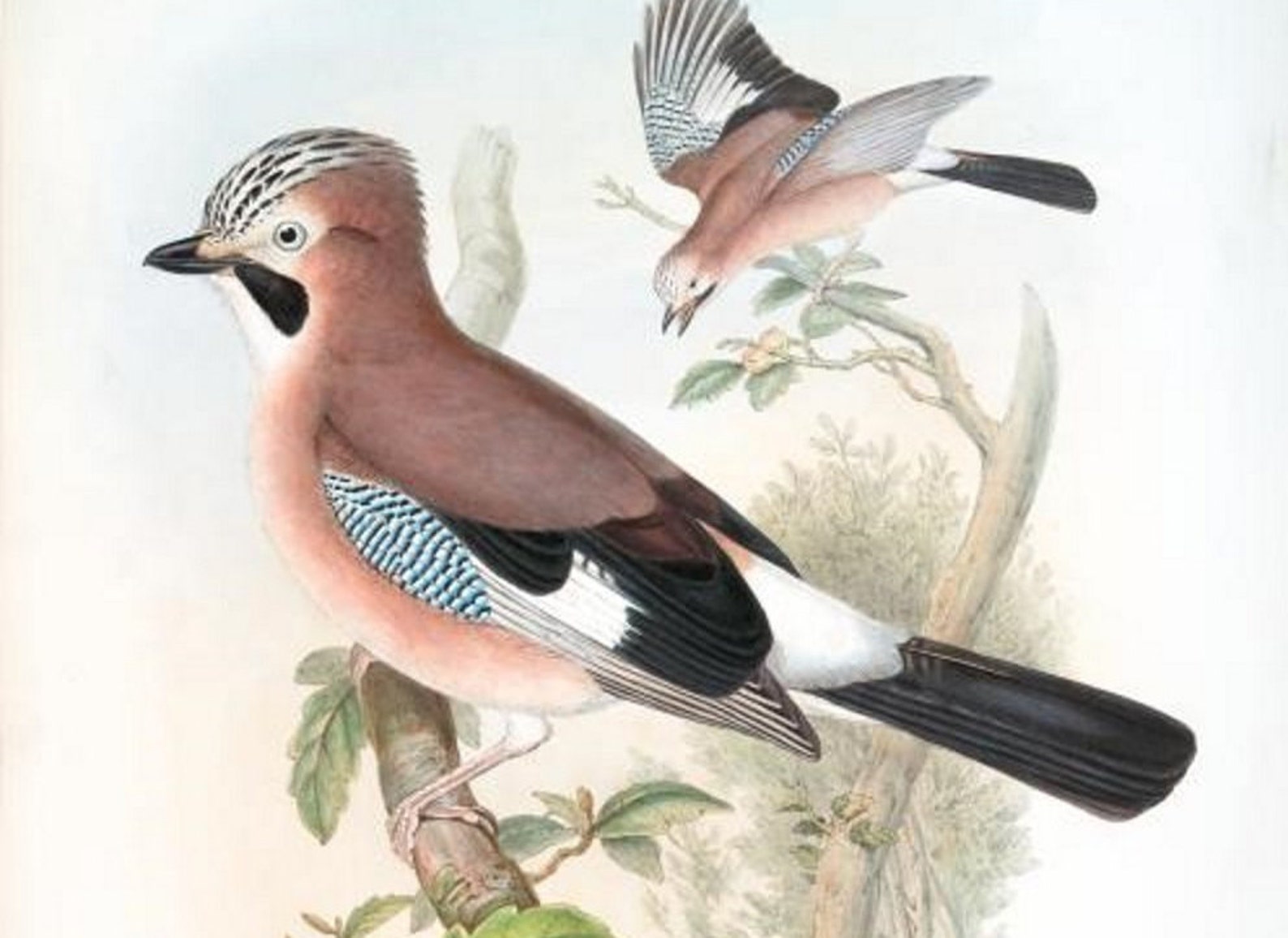 Jay Bird Print by John Gould, Home Decor, Home Furnishing, Digital ...