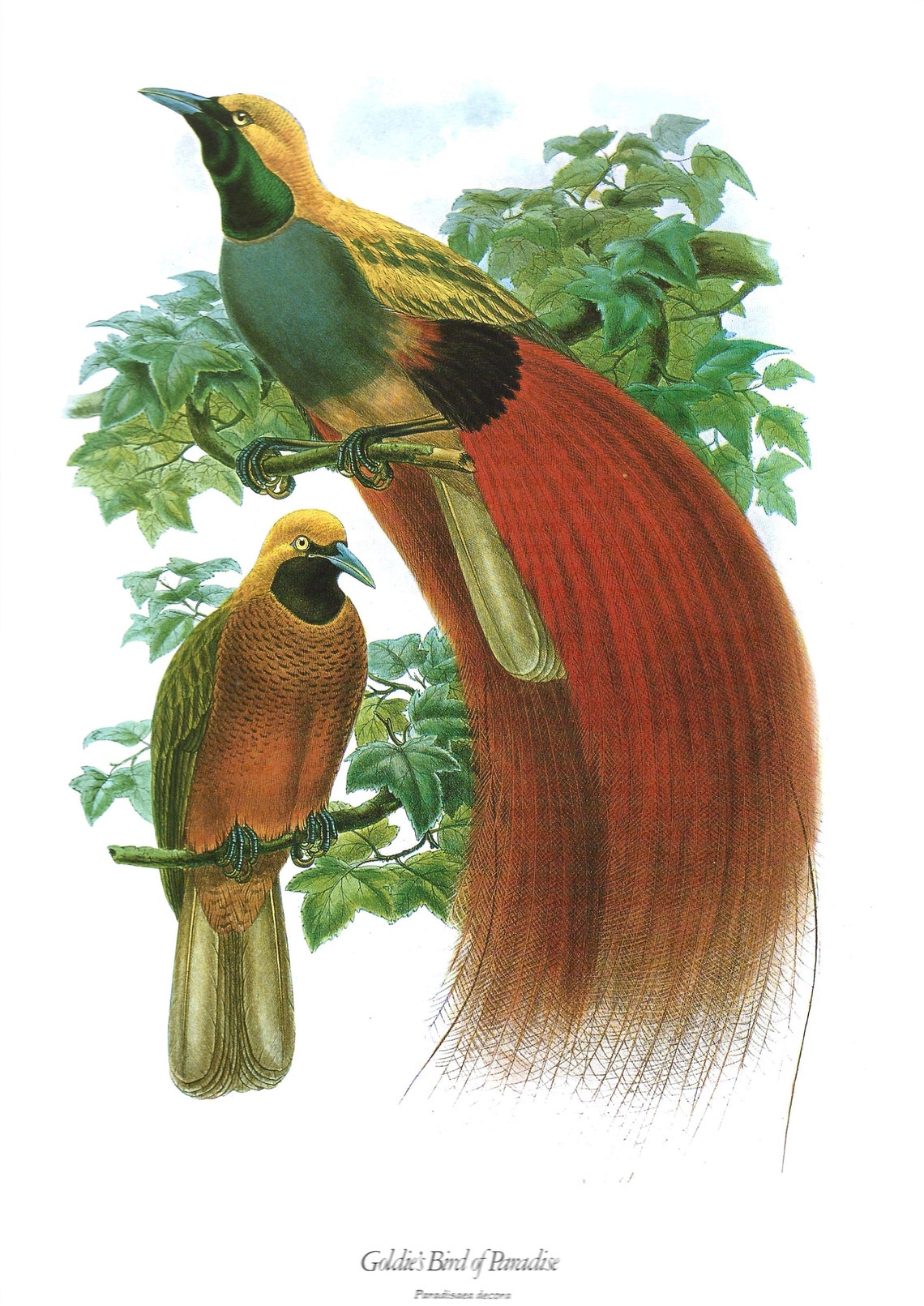 Birds of Paradise, Set of Three Vintage Book Prints, 1979 - Etsy