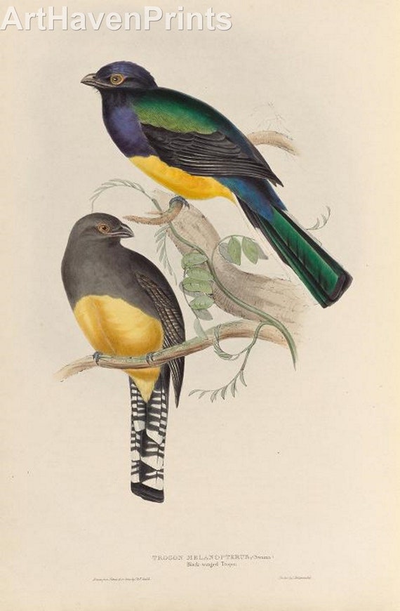 Vintage Bird Illustration Public Domain