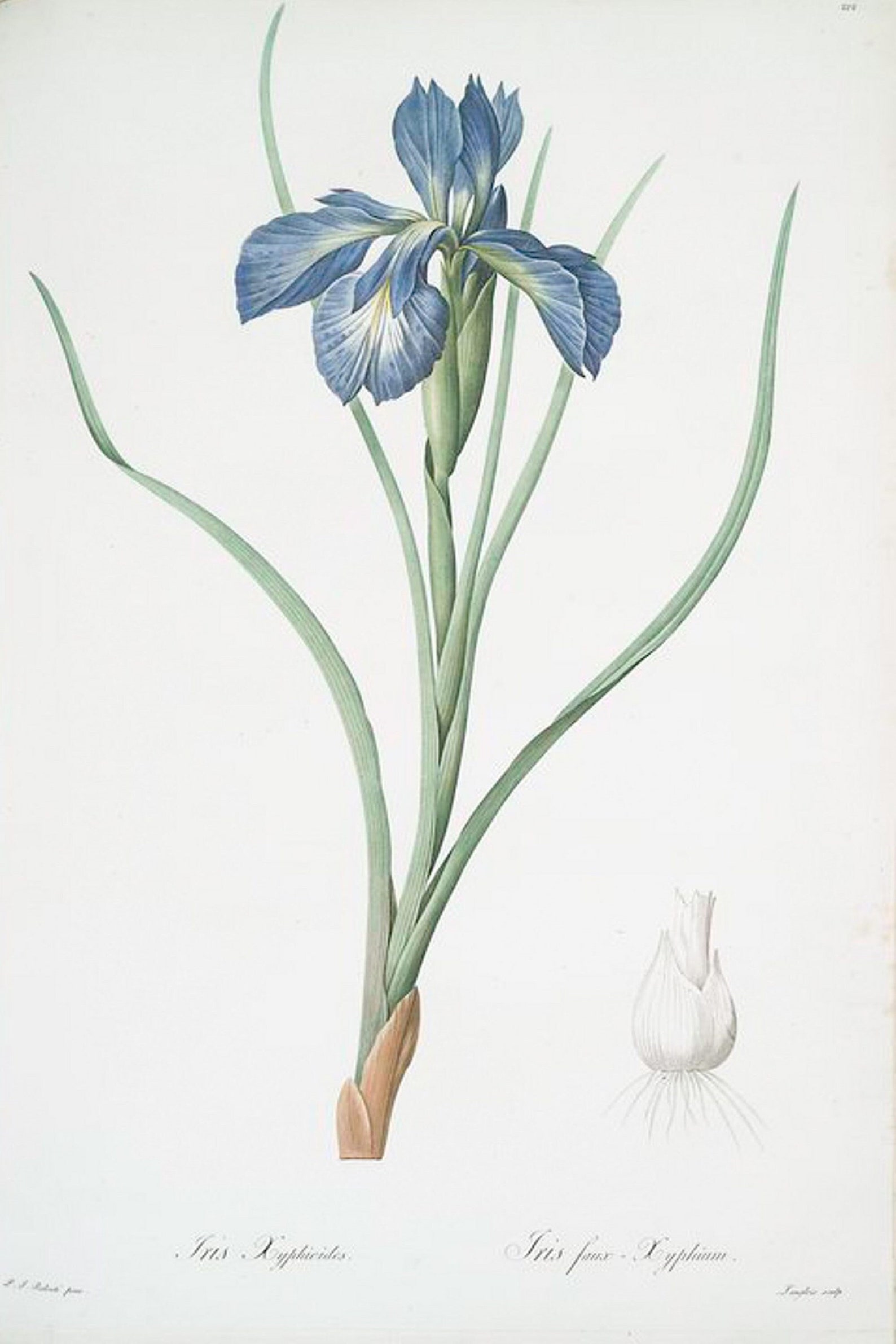 Large Vintage Lilies Print, 1994 Book Plate, J P Redoute - Etsy