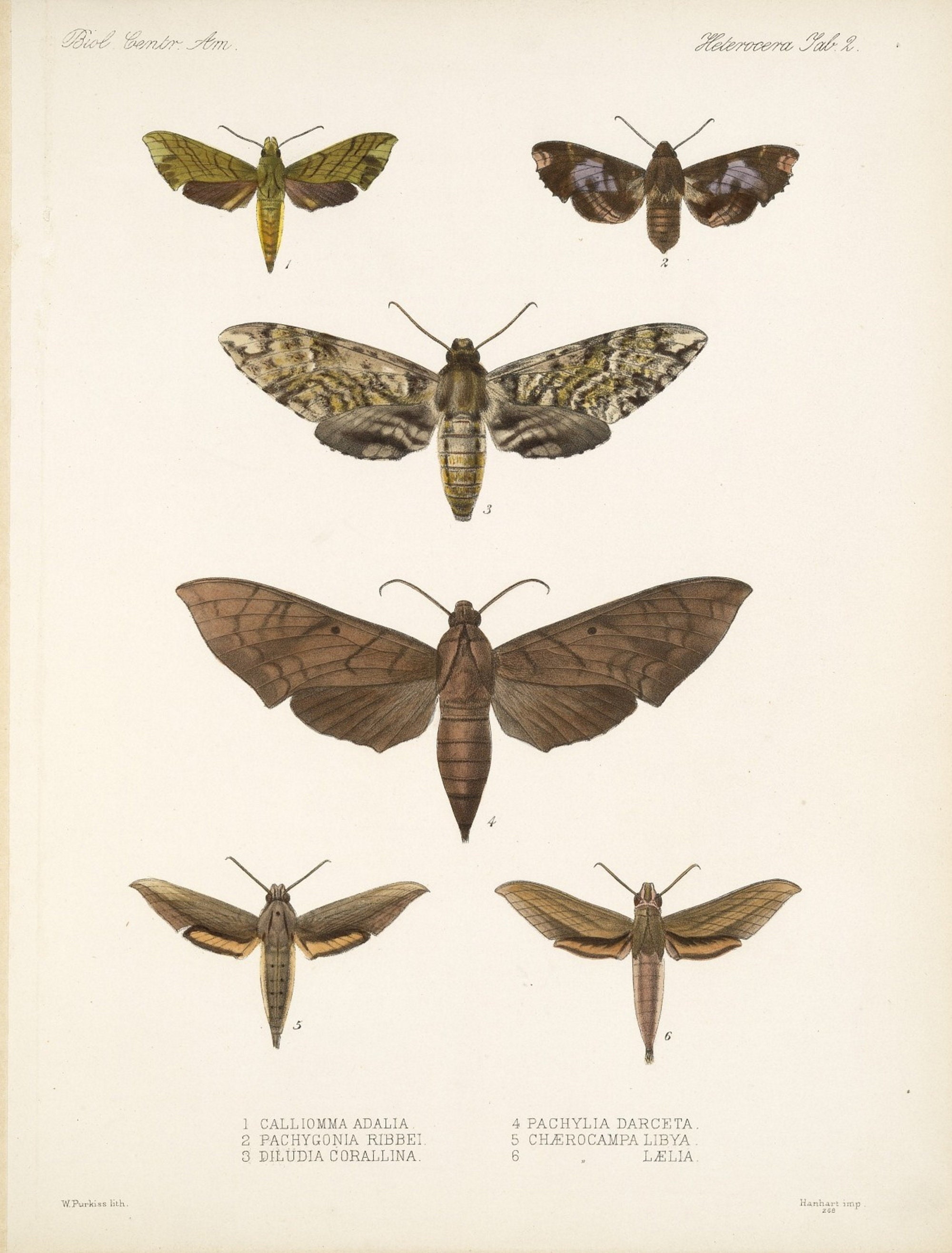 Butterflies and Moths Collection of 169 Pictures of Butterflies and ...