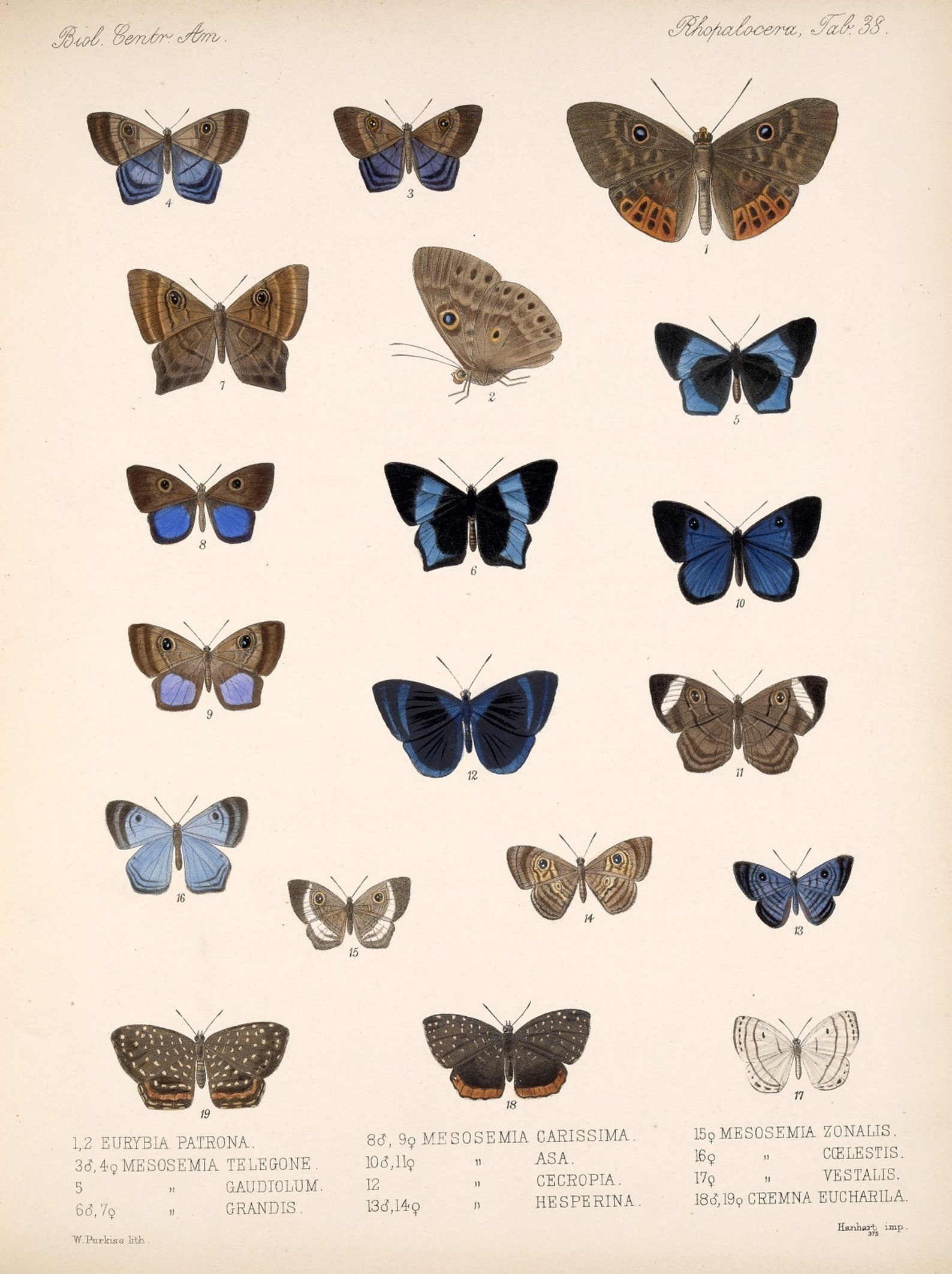 Butterflies and Moths Collection of 169 Pictures of Butterflies and ...
