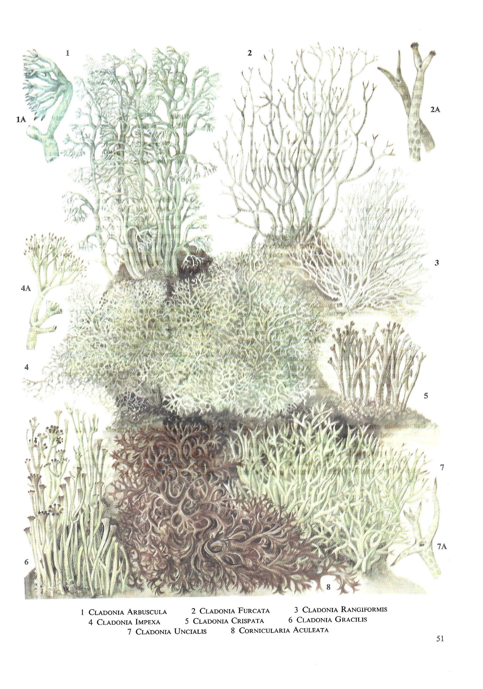 Flowerless Plants, Seaweed, Mushrooms, Ferns, Moss, Set of Four Prints ...