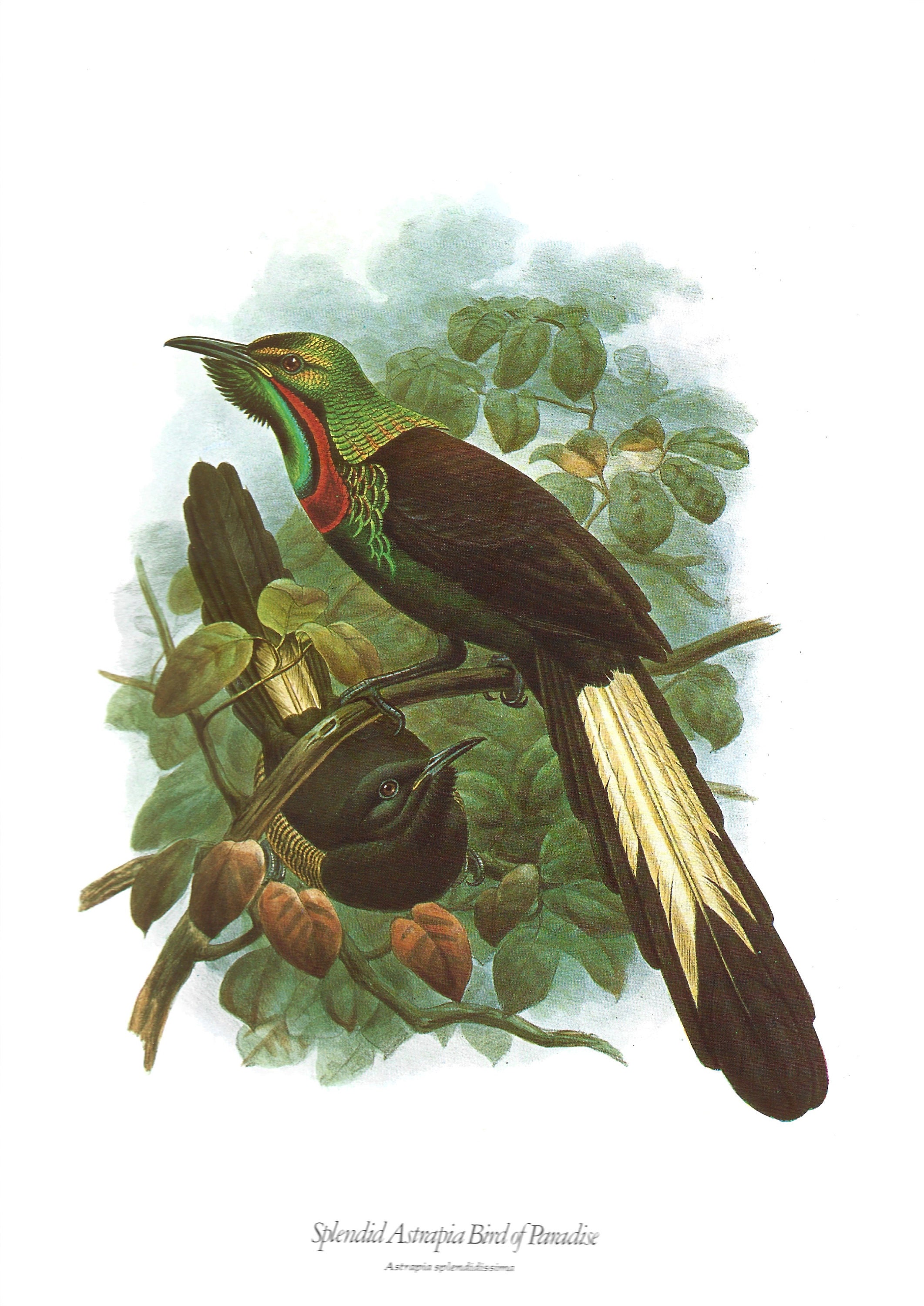 Birds of Paradise, Set of Three Vintage Book Prints, 1979 - Etsy