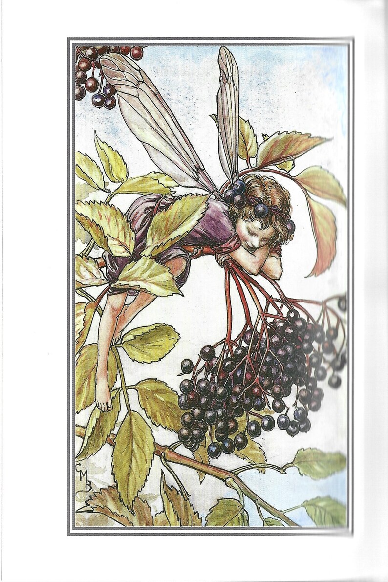 Vintage Flower Fairies of the Autumn, 1999 Hardback Book - Etsy