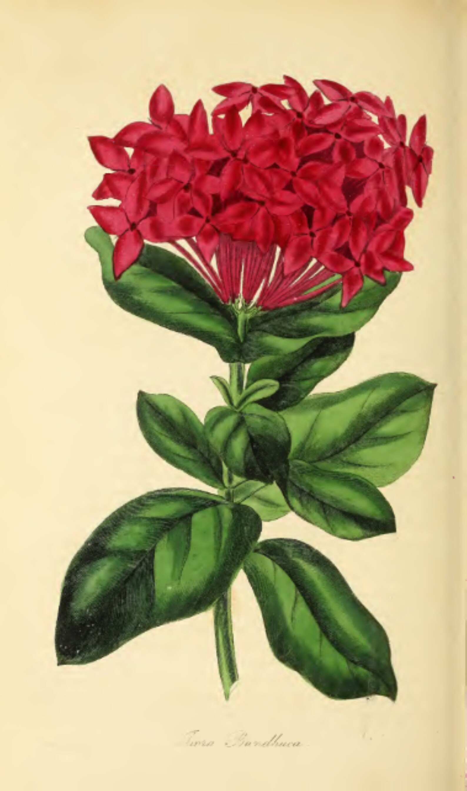 Red Flower, Botanical Vintage Print, Floral Wall Art, Home Decor ...