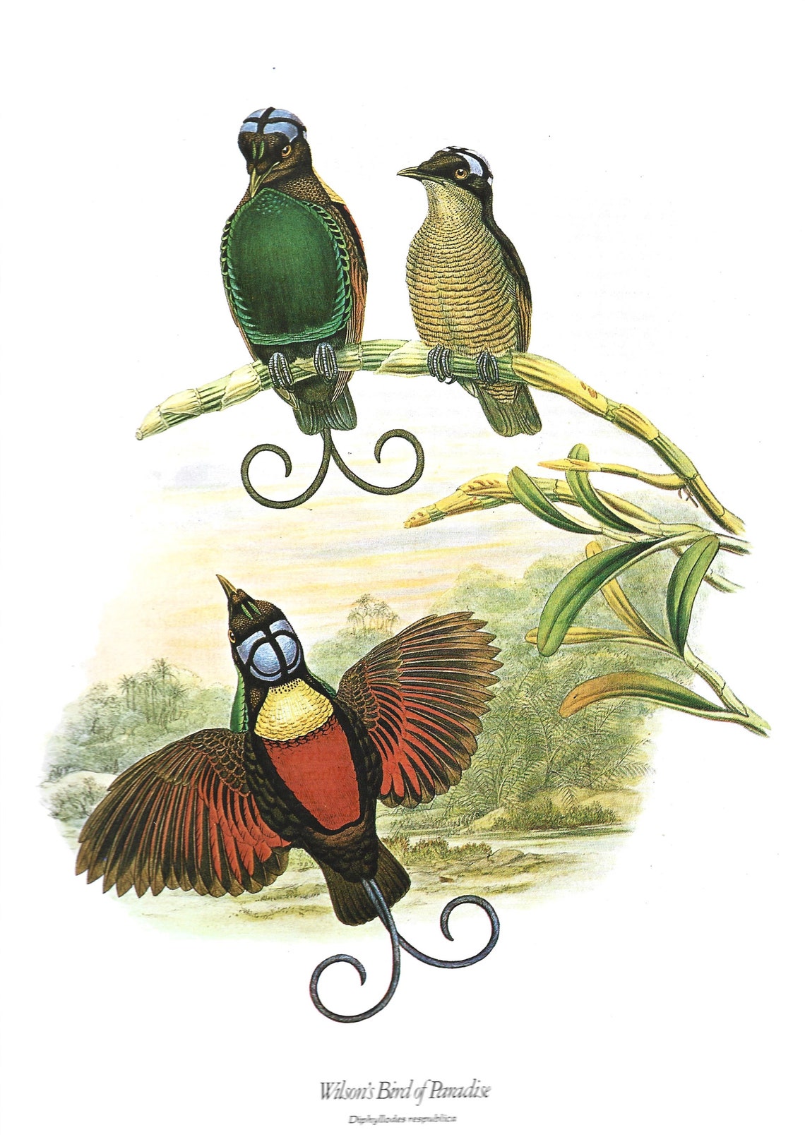 Birds of Paradise, Set of Three Vintage Book Prints, 1979 - Etsy
