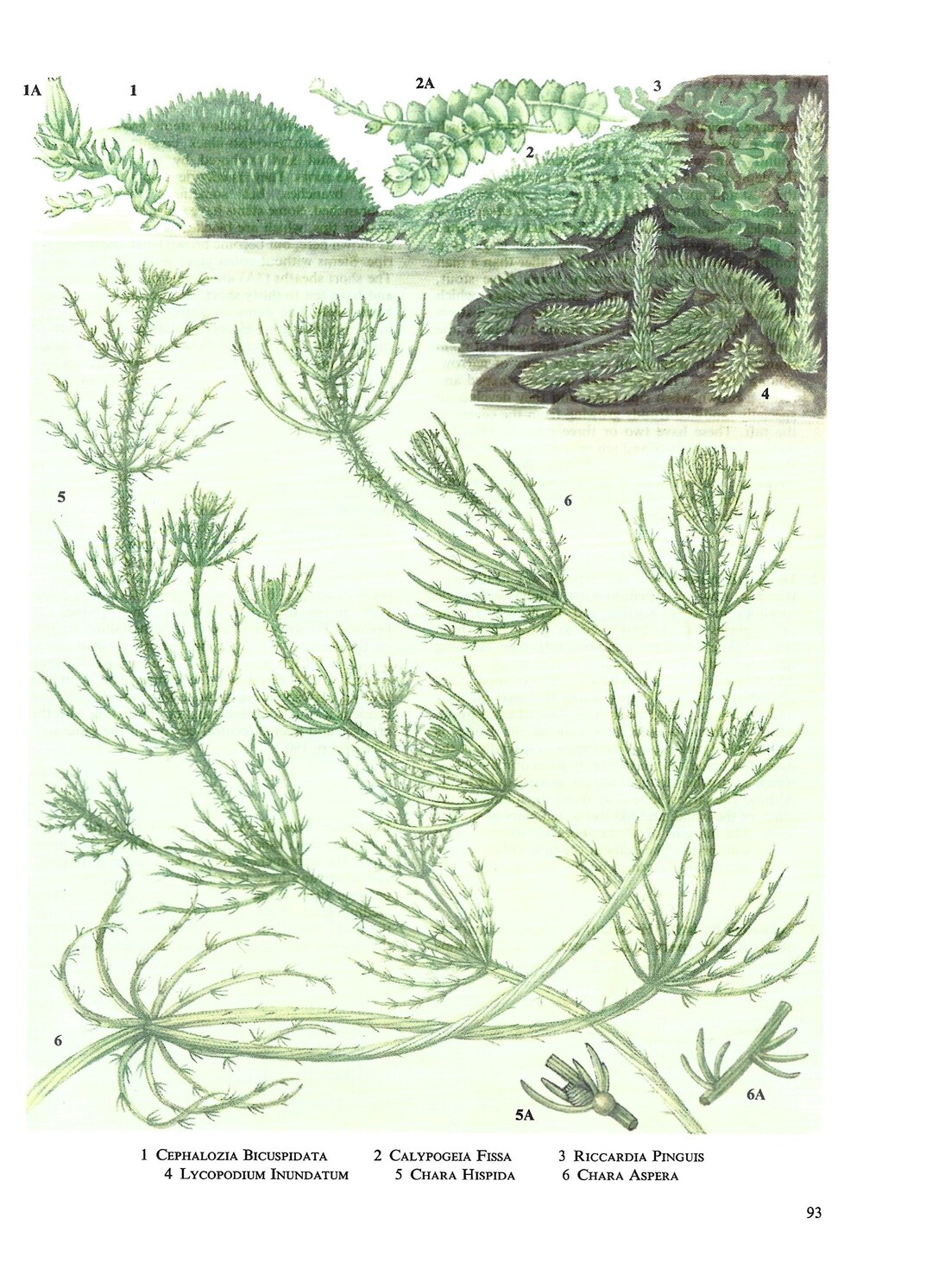 Flowerless Plants, Seaweed, Mushrooms, Ferns, Moss, Set of Four Prints ...