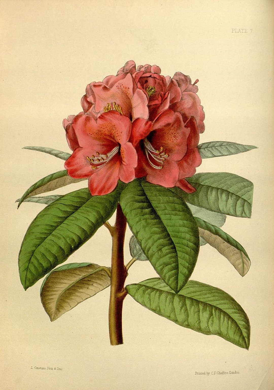 Flower Prints, Collection of 195 Public Domain Images, Vintage Flower ...