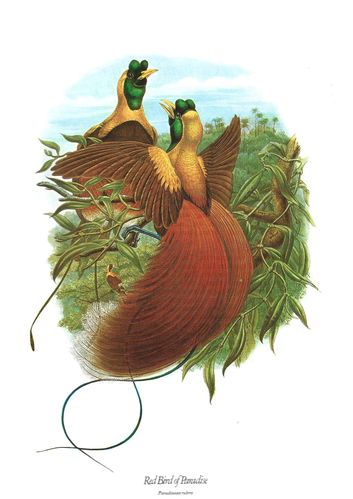 Birds of Paradise, Set of Three Vintage Book Prints, 1979 - Etsy