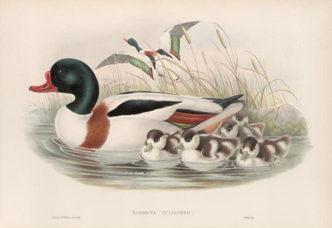 Sheldrake Duck Bird Print par John Gould, Home Decor, Home Furnishing ...