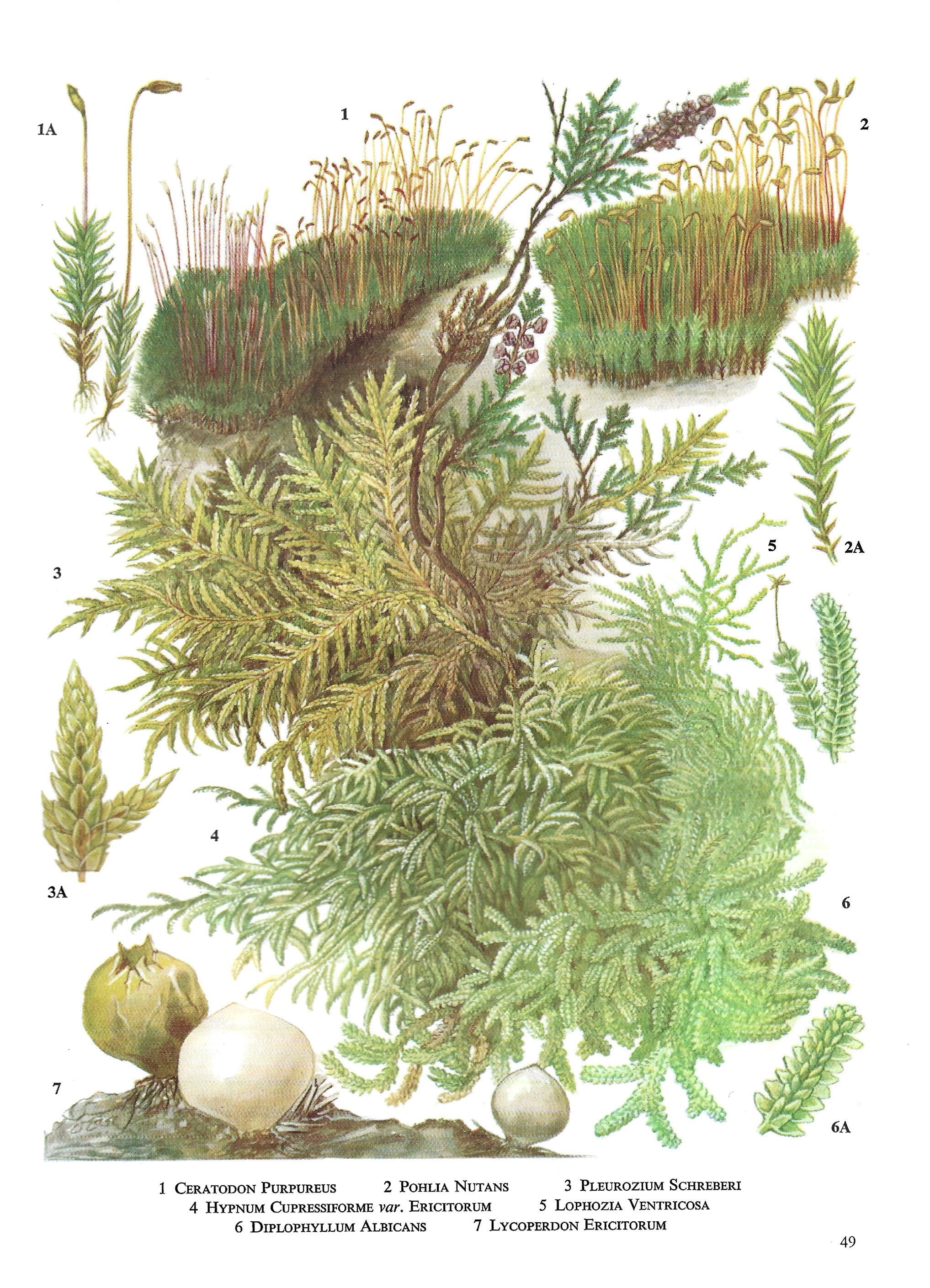 Flowerless Plants, Seaweed, Mushrooms, Ferns, Moss, Set of Four Prints ...