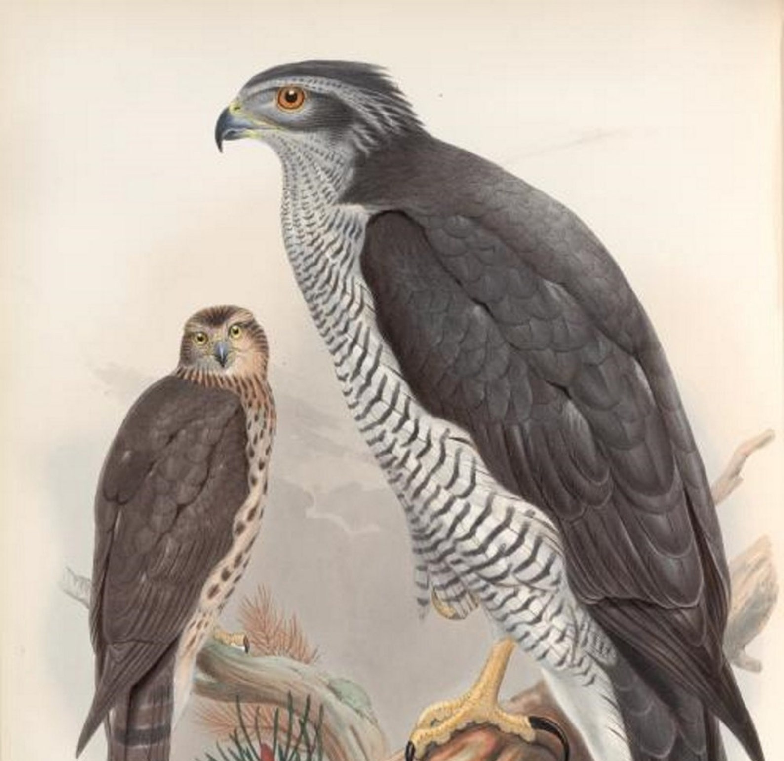 Bird of Prey Goshawk Print by John Gould, Home Decor, Home Furnishing ...
