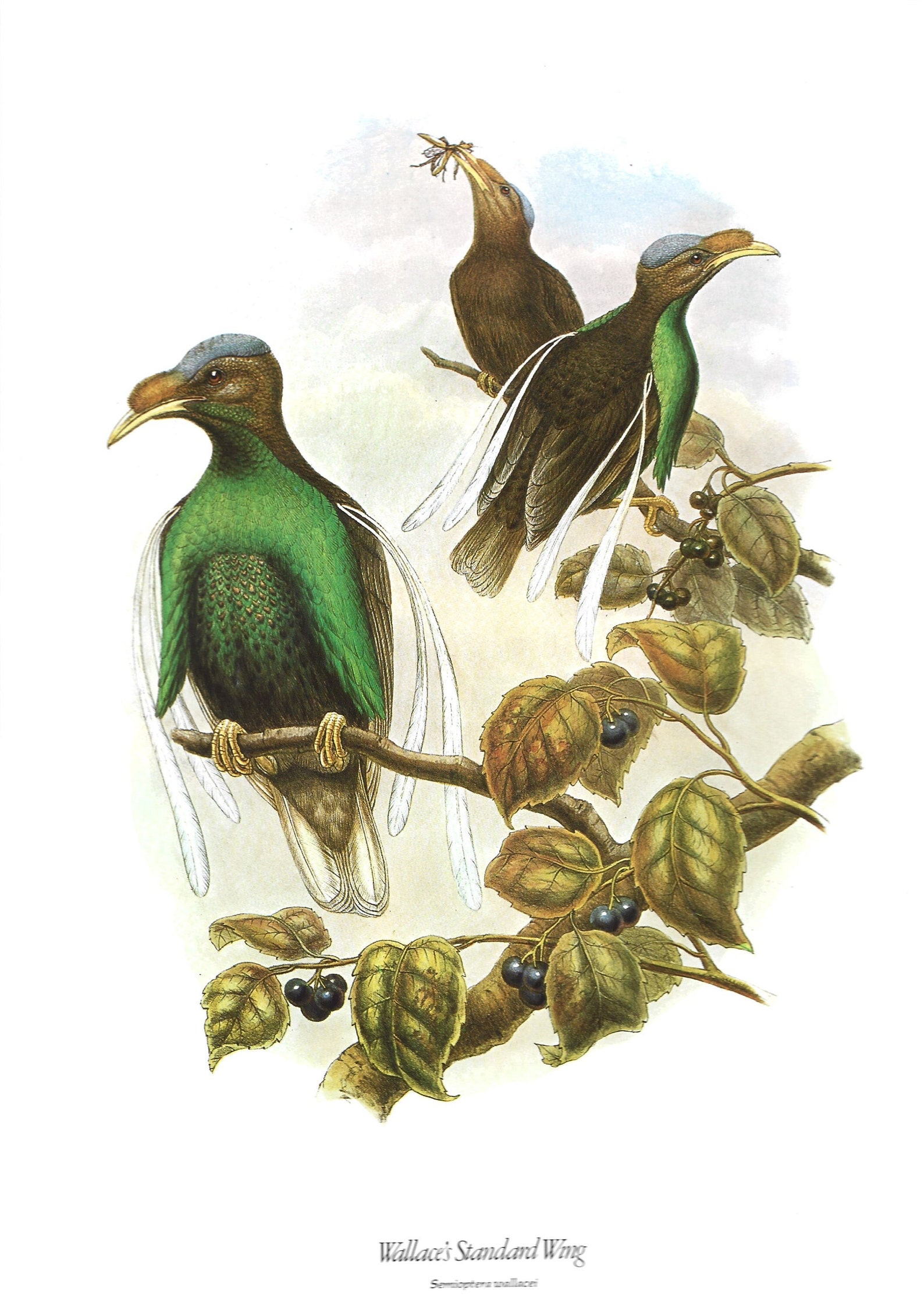 Birds of Paradise, Set of Three Vintage Book Prints, 1979 - Etsy