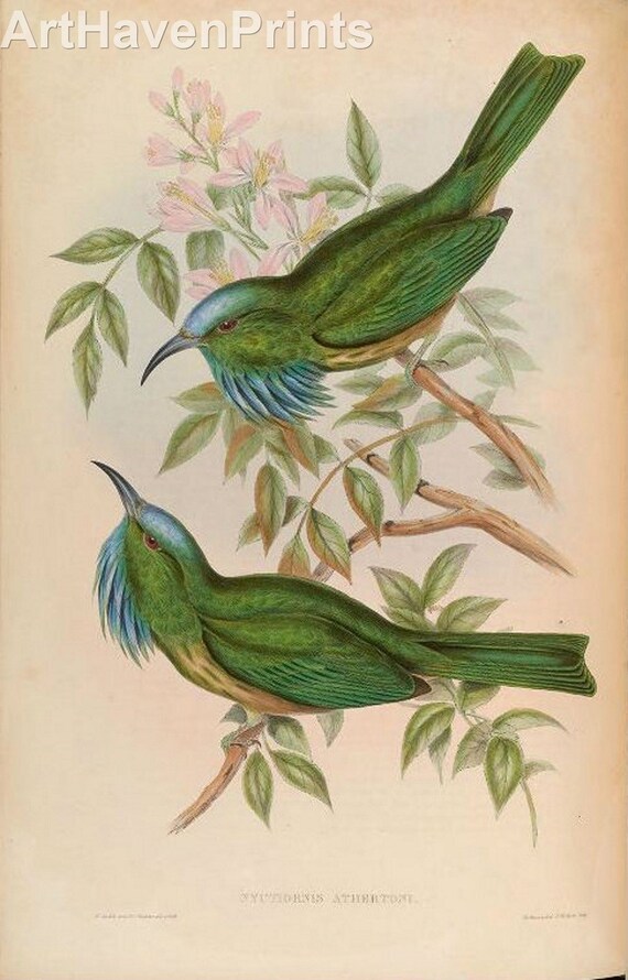 Vintage Bird Illustration Public Domain