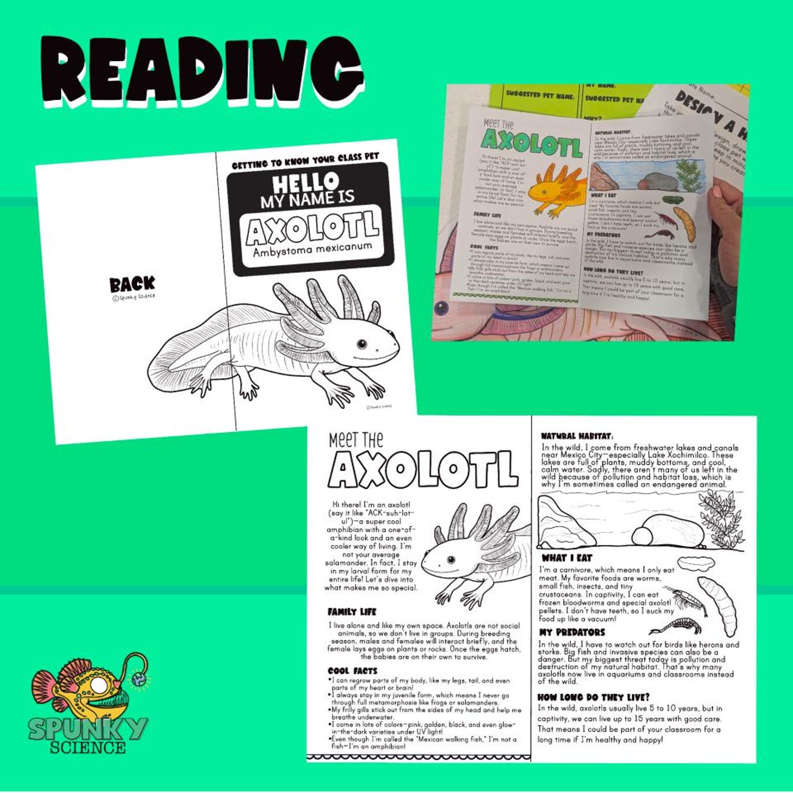 Axolotl Class Pet Activity – STEM, Reading, Research, Writing & Drawing ...