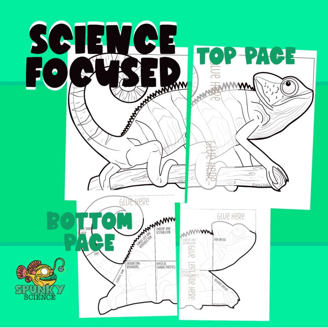 Meet the Class Pet Chameleon- A STEM Introduction - Etsy